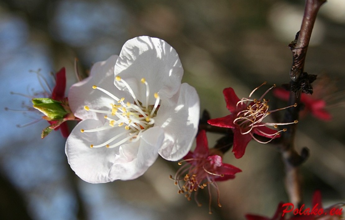Drzewo migdałowca - wiosenne kwiaty i jesienne owoce